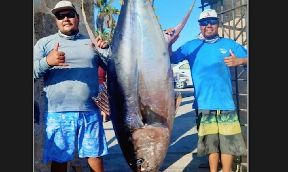 Anglers on skiff land rare ‘super cow’ tuna