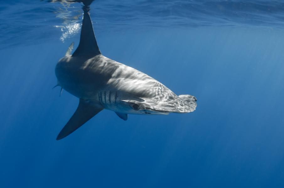 Uncovering An Iconic Shark’s Secrets