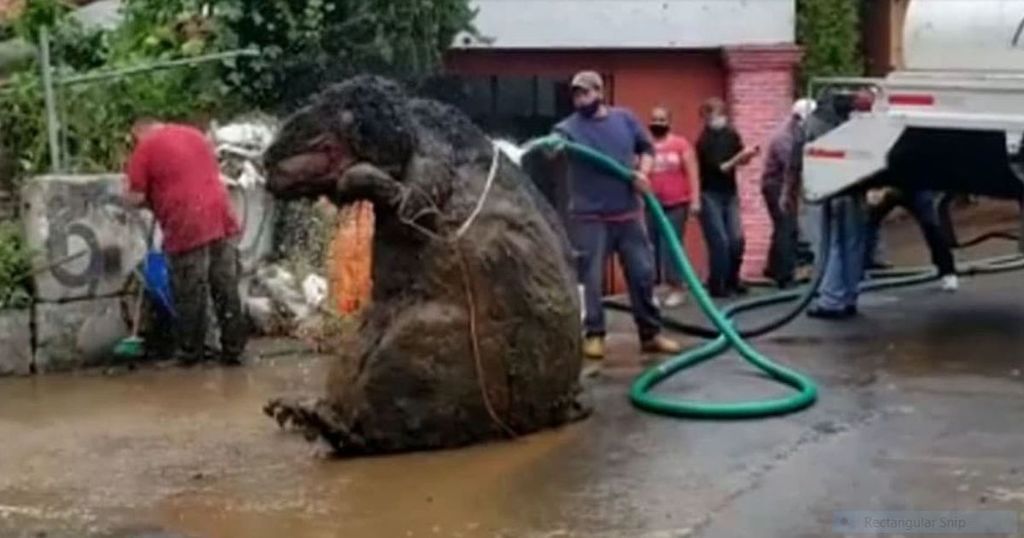 Workers discover 'giant rat' during clearance of…