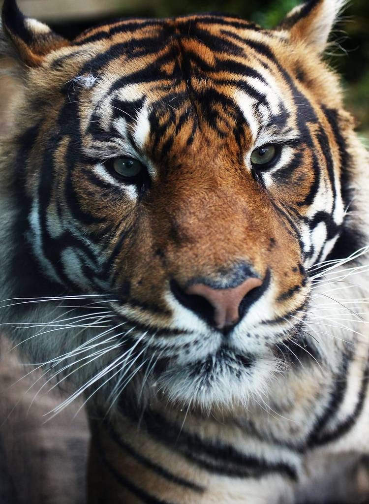 Killer tiger's passing brings back memories of…