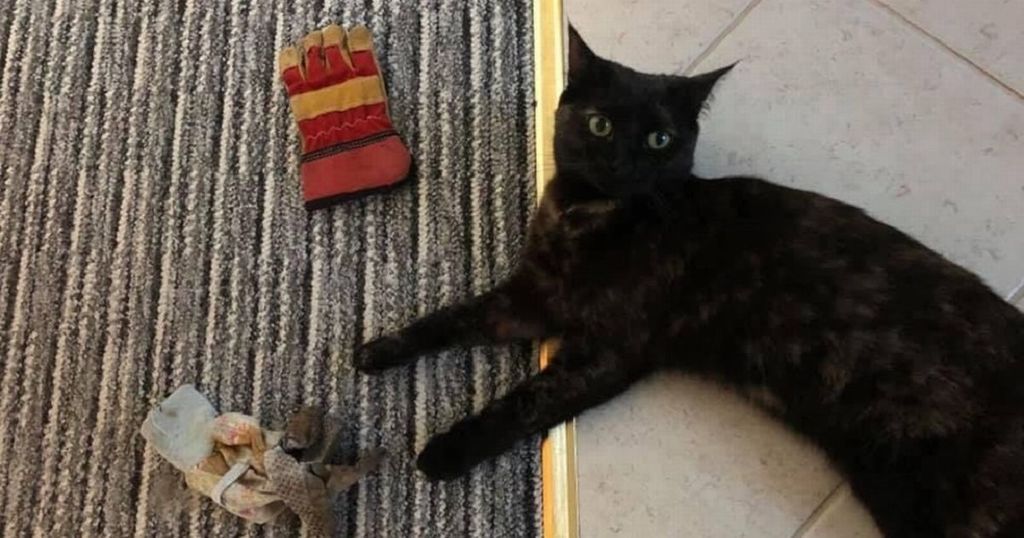 A thieving cat has been on a stealing spree - and its…