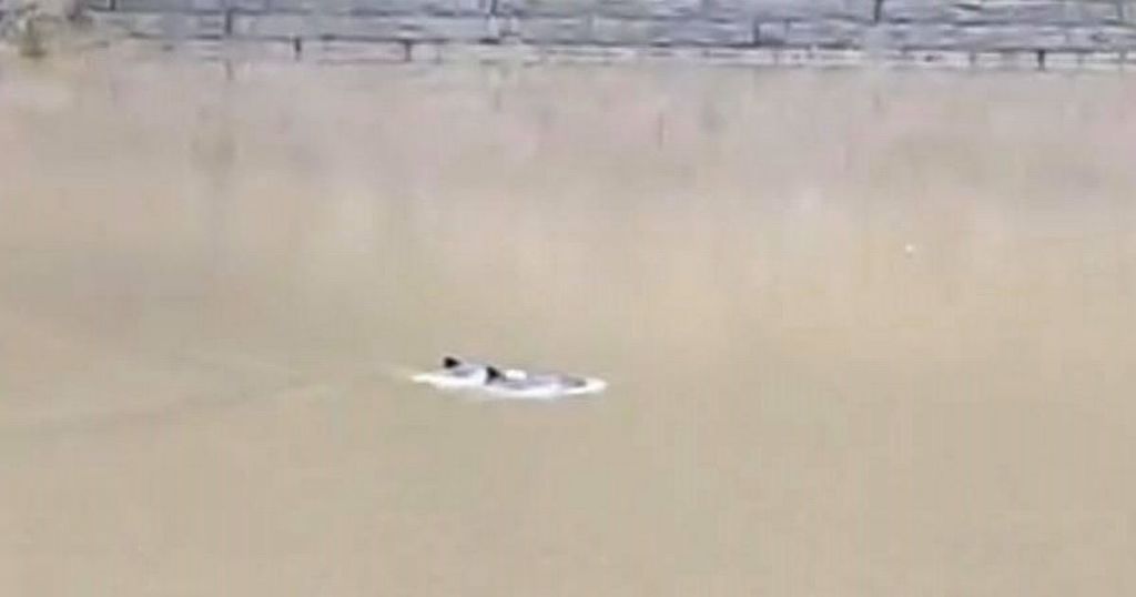 Two porpoises swimming under Clifton Suspension Bridge…
