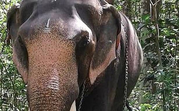 YouTube video unveils elephant trade