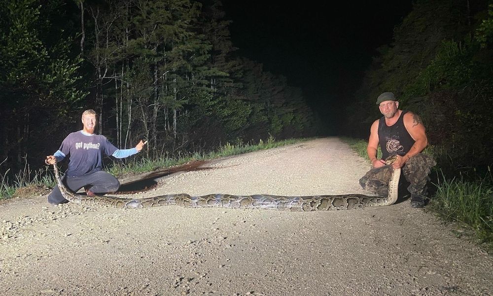 Record Burmese python bagged in Florida