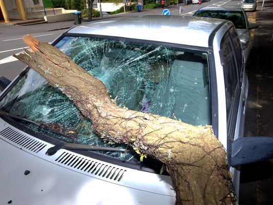 Falling tree branch smashes windscreen