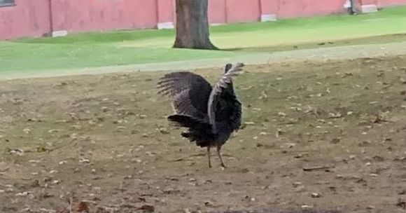 Chicago turkeys: Meet Chicago’s latest turkey at South…