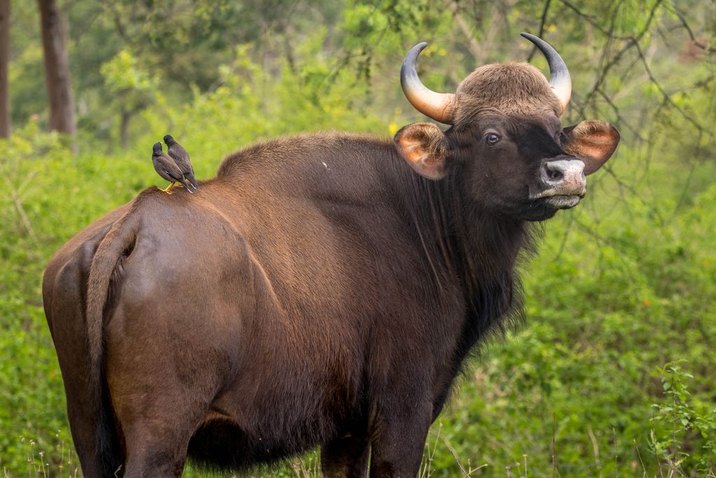 Ancient cow DNA reveals critical transition moment for…
