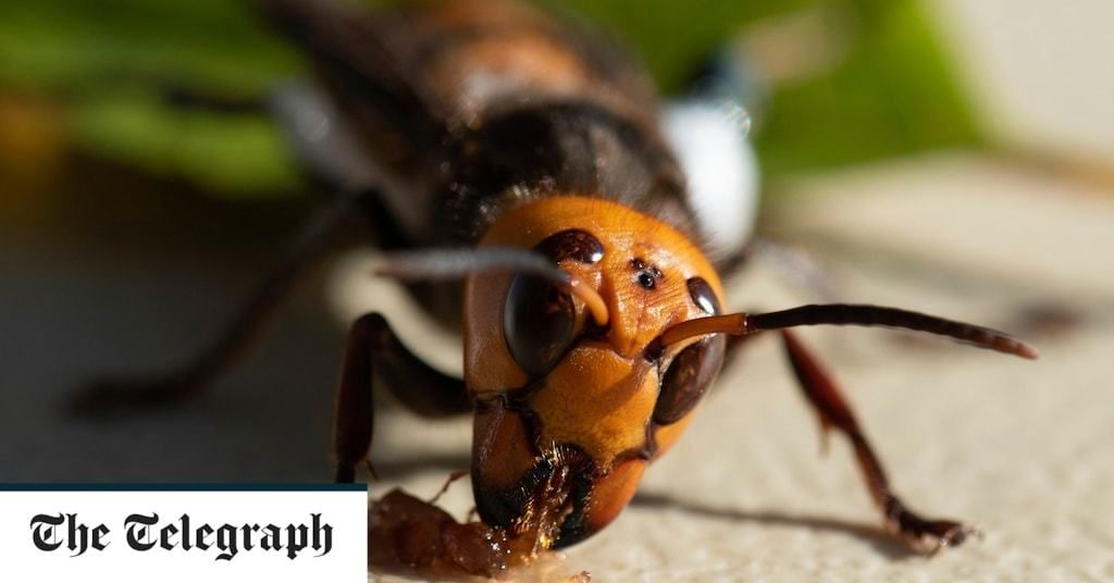 Asian murder hornets: Scientists discover first nest…