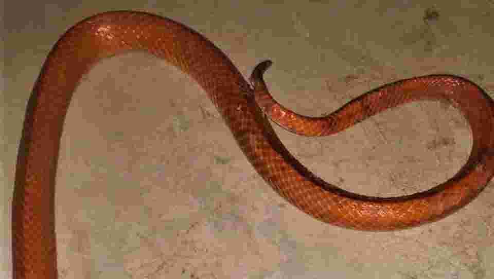 Rare Red Coral Kukri snake spotted for 3rd time in…