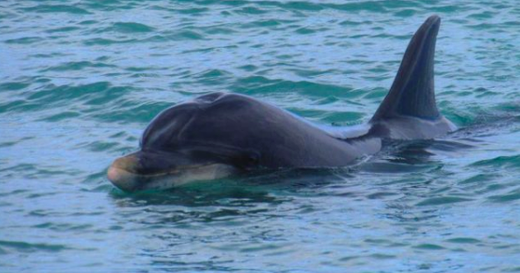 Meet Ireland’s 'second-most famous dolphin' with…