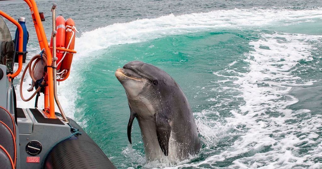 Fungie the dolphin vanishes after 37 years as expert…