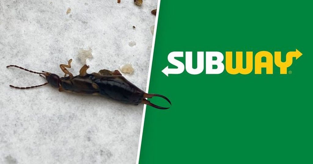 Woman 'disgusted' after discovering dead earwig in…