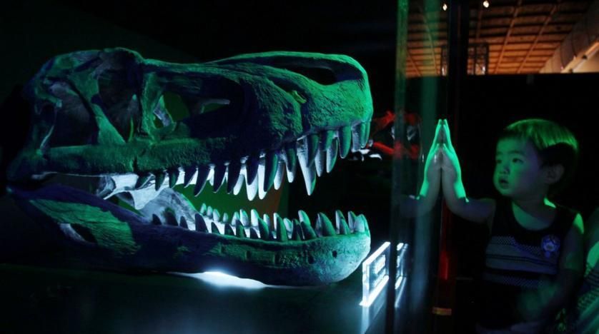 Scientists Reconstruct a Dinosaur’s Pea-Sized Brain