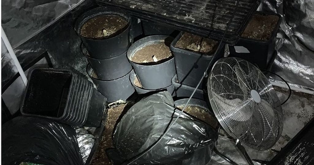 Raids find bedroom cannabis farm as woman arrested…