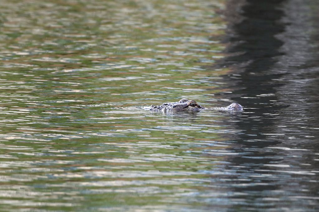 We interrupt the Masters to show you a giant gator…