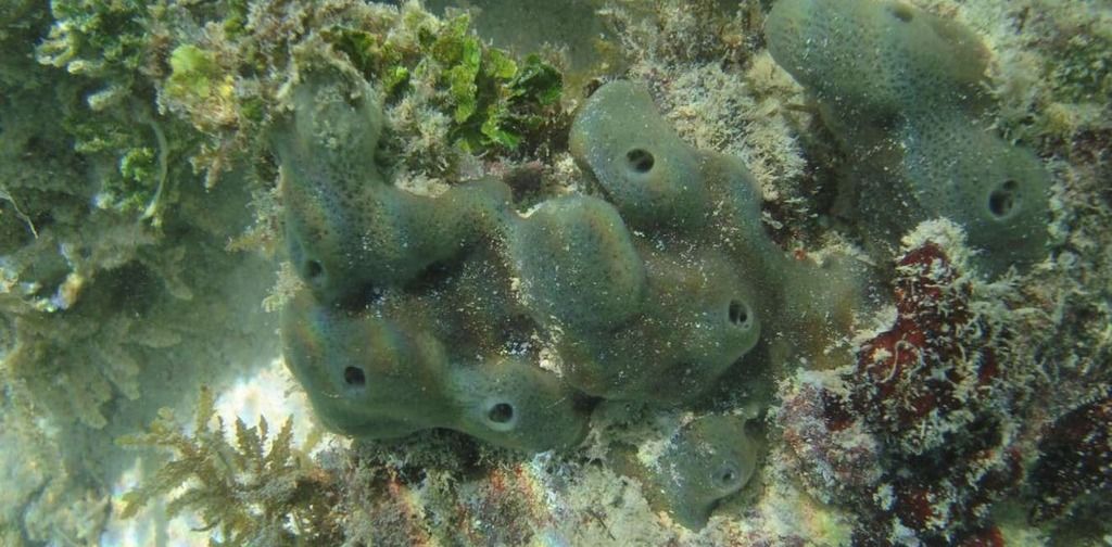 How a Queensland sea sponge is helping scientists…