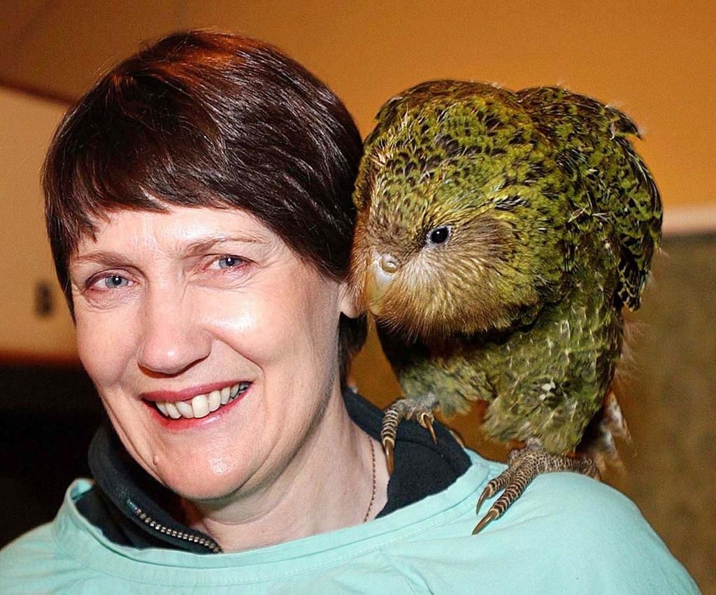 World’s fattest parrot named Bird of the Year