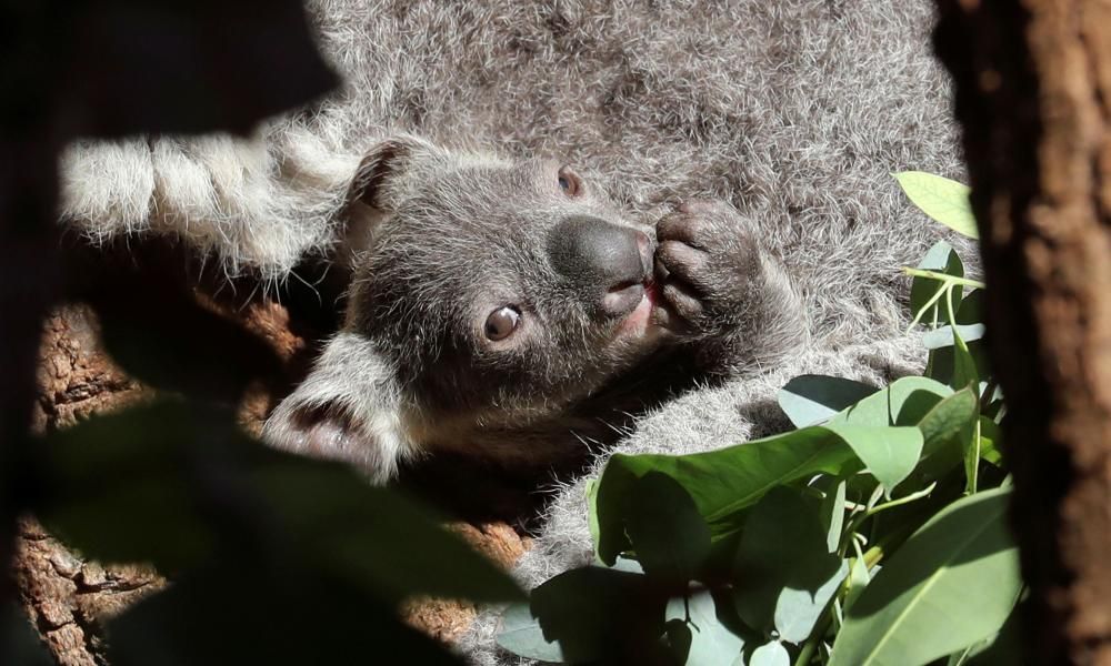 NSW ‘koala war’ flares as Gladys Berejiklian sacks…