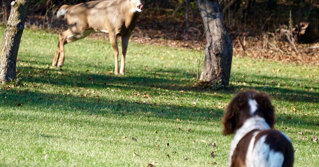 Chicago outdoors: Bucks, rut, dogs, suburban coyote,…