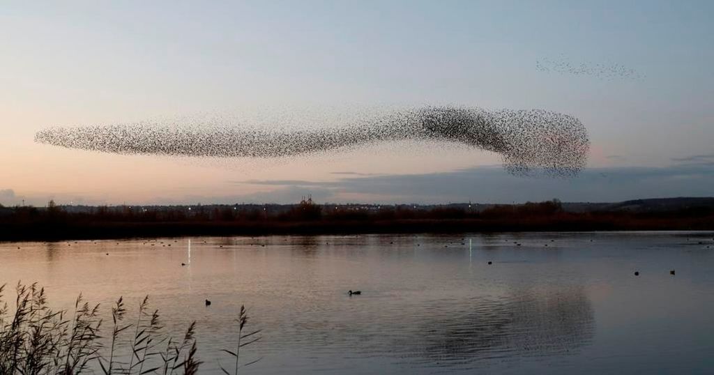 Thousands of birds captured swooping over…