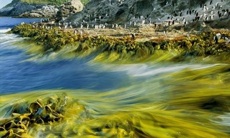 Capturing the oldest life-forms on Earth: inside Frans…