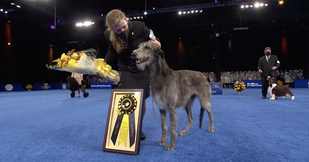 Scottish dog named after Caitriona Balfe's Outlander…