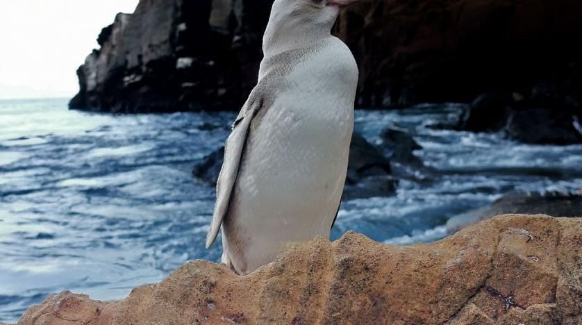 Rare White Penguin Spotted on the Galapagos Islands