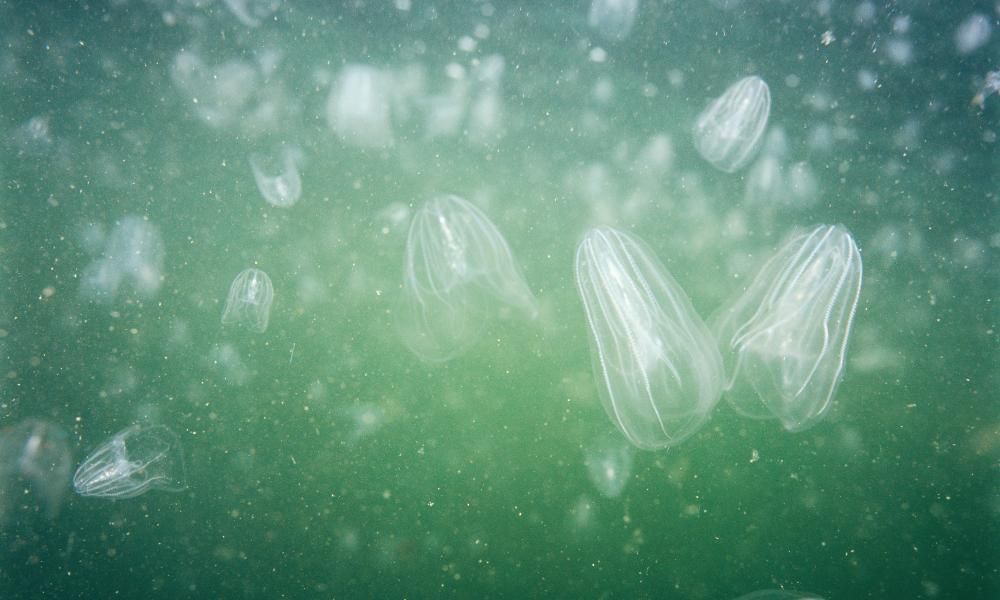 Scientists identify deep-sea blob as new species using…