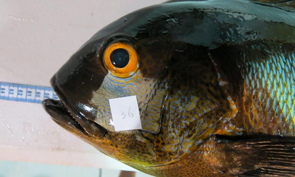 Australian researchers find 81-year-old snapper,…