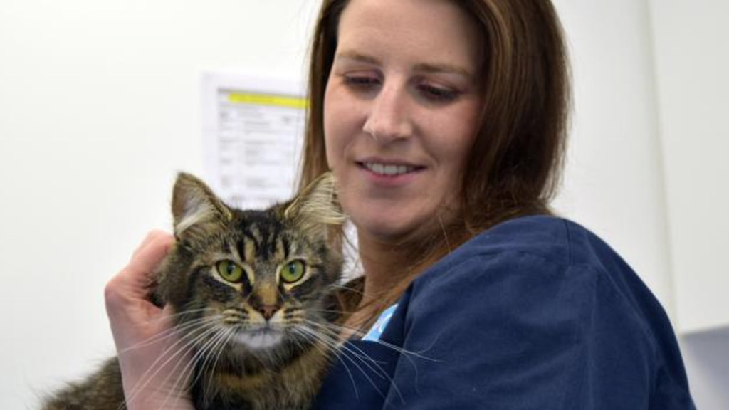 Dunedin SPCA bracing for 'kitten season'