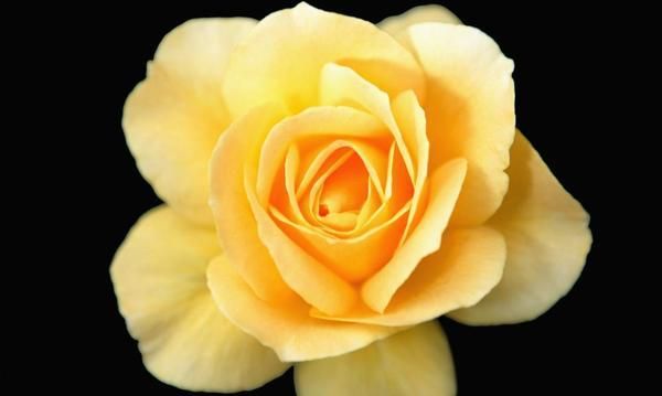 Poem of the week: Calling Card by Tracey Herd