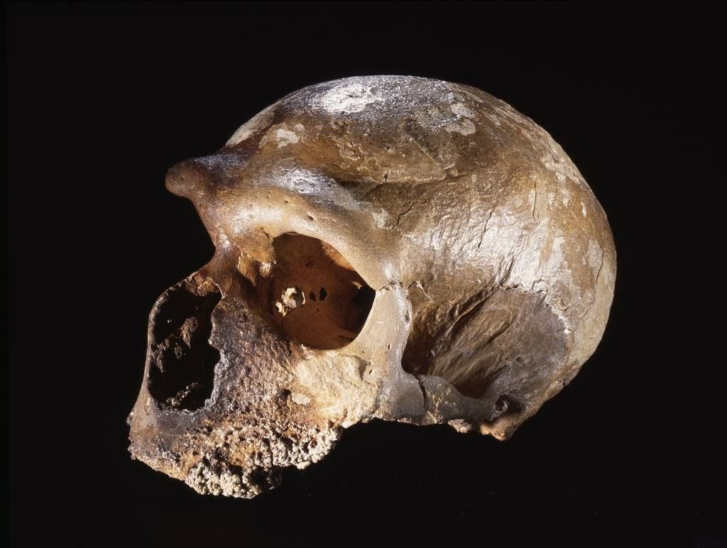 Neanderthal intelligence: Evidence of understanding…