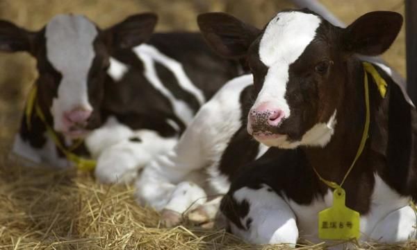 Largest animal cloning factory can save species, says…