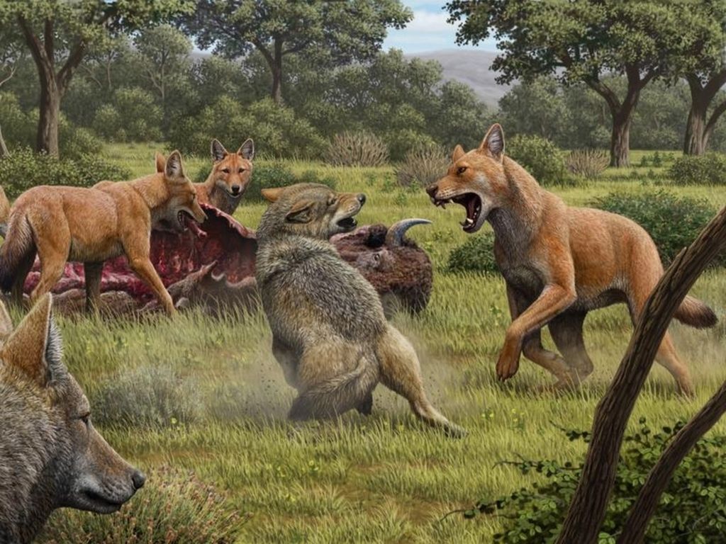 Real dire wolves more intriguing than myth