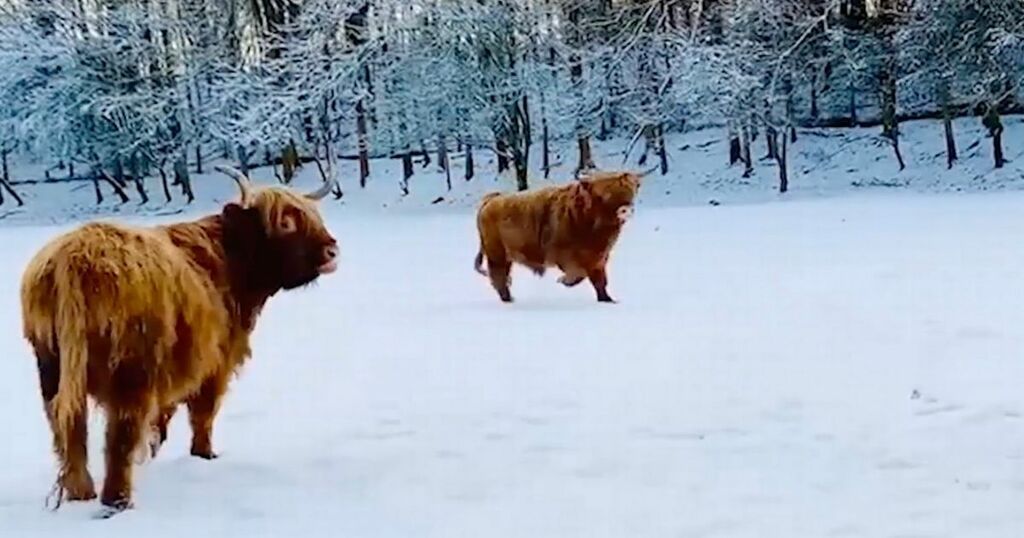 Rare video of Highland cows frolicking together in…