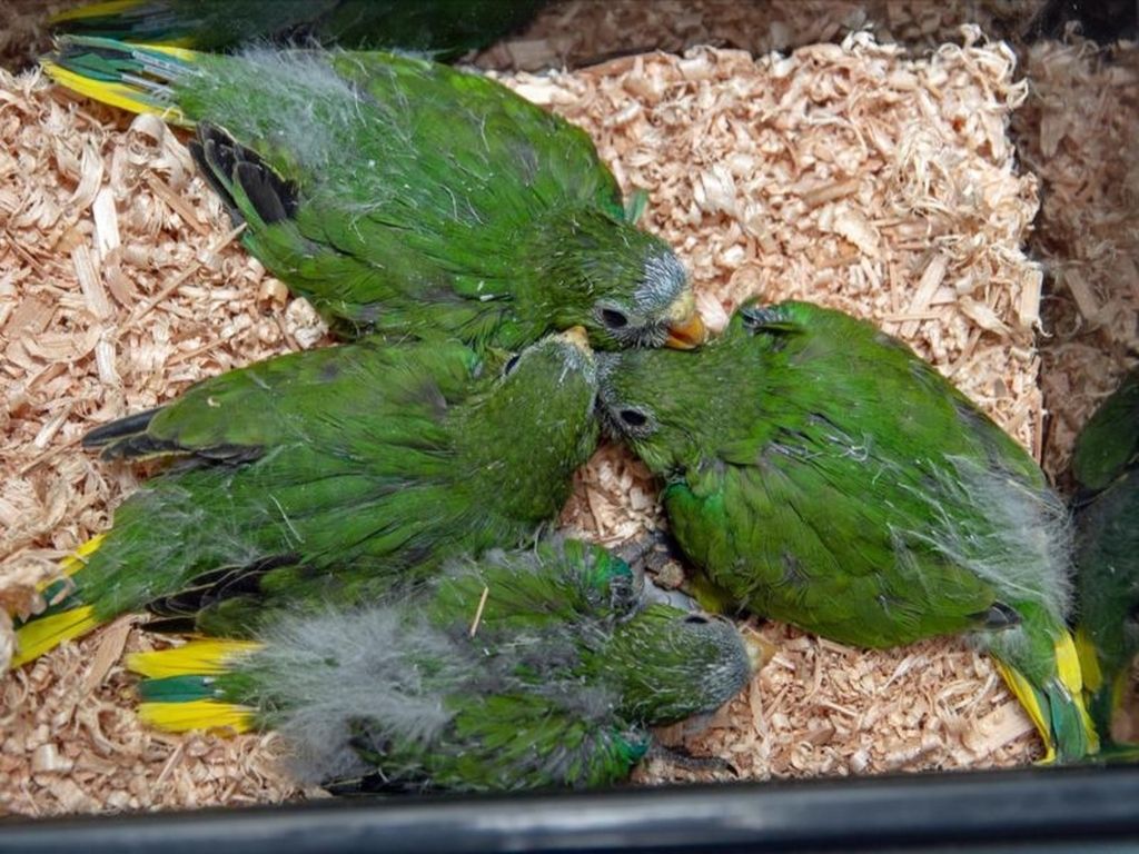 Rare parrot breeding record in Tasmania
