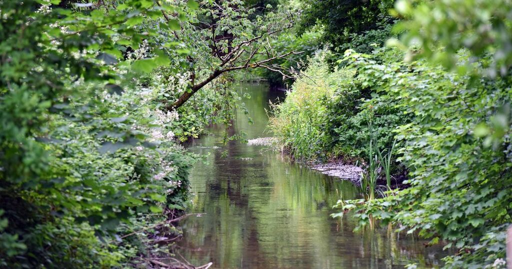 Call to plant thousands of trees across Cardiff in…
