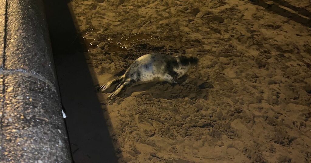 Edinburgh locals spot adorable baby seal hopping about…