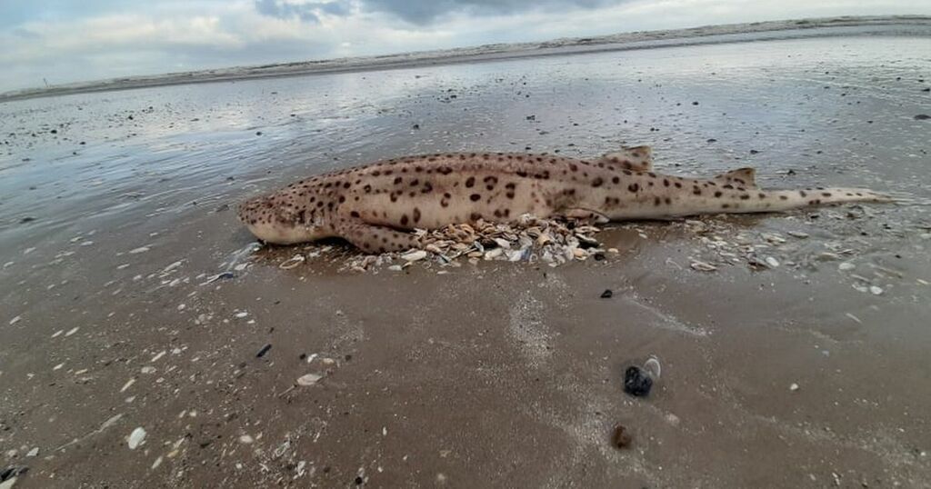 Locals baffled as strange spotted shark-like fish…