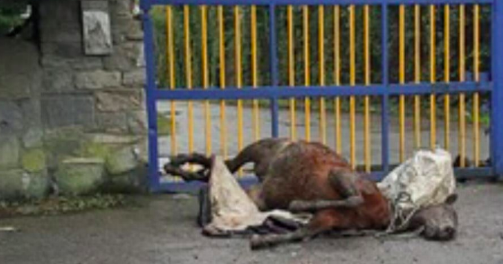'Graphic, disgusting' scenes as savages mistreat horse…