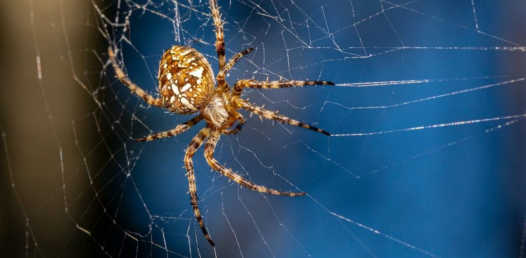 Spider legs build webs without the brain's help