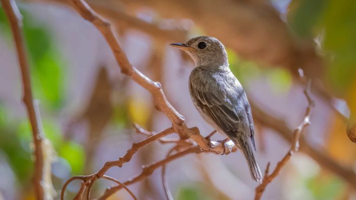 Unusual song and collected poo confirms obscure Asian…