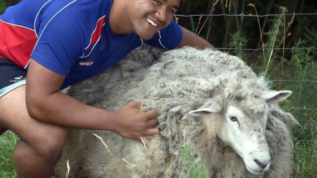 Wrangling Shrek the sheep lookalike good practice for…