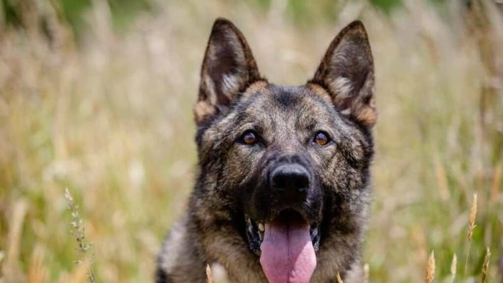 Famous police dog who appeared on the 'Dog Squad' TV…