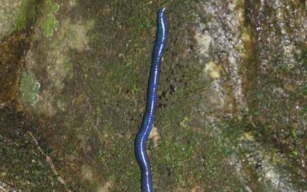 Mass migration of blue earthworms in Meghalaya…