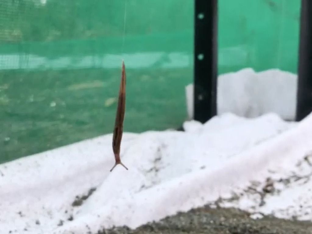 Slug filmed descending from vertical thread of slime…