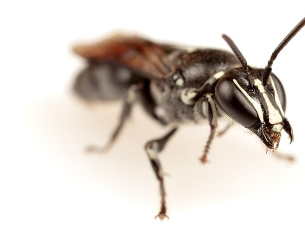 Rare bee found after almost 100 years