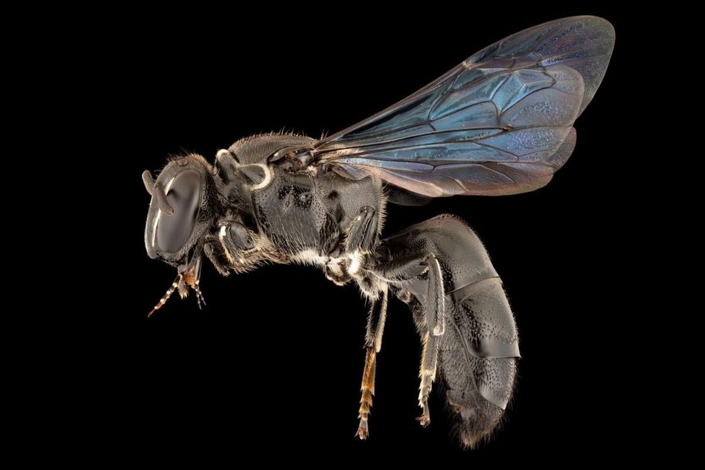 Rare bee missing for a century rediscovered in…