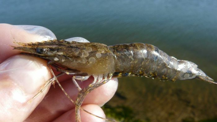 White spot prawn disease now endemic to wild…