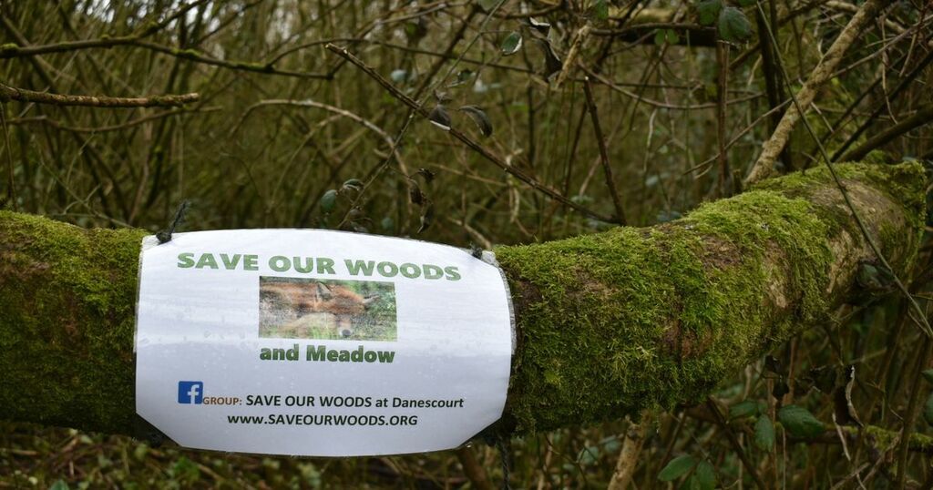 Woods near Danescourt could be chopped down to make…